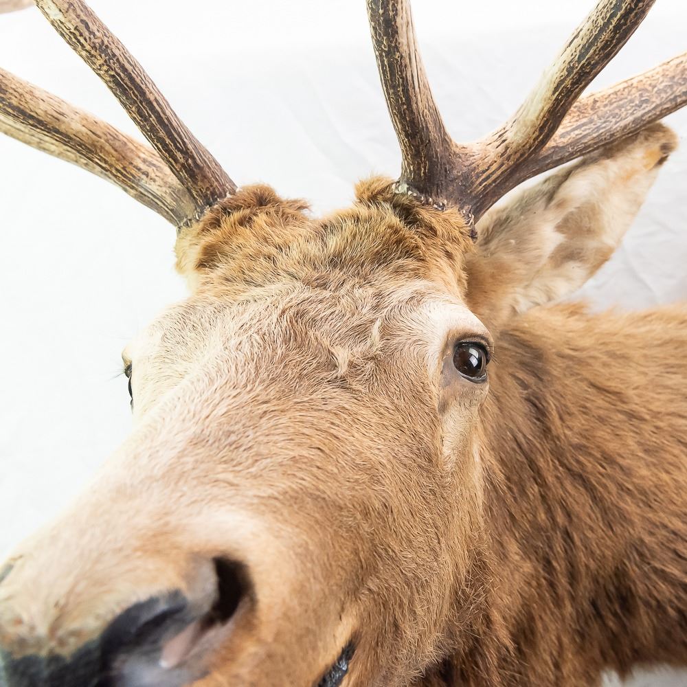 Bull Elk Shoulder Taxidermy Wall Mount
