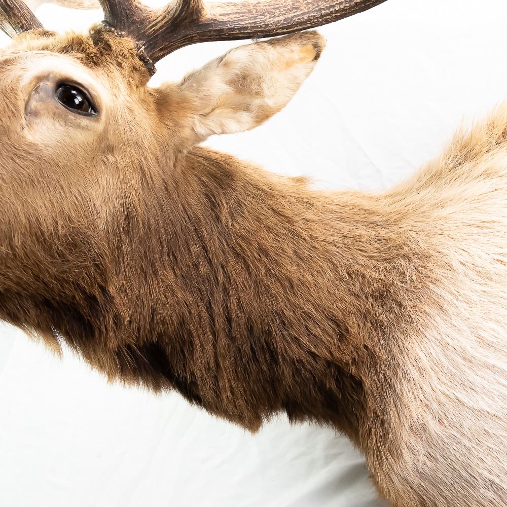 Bull Elk Shoulder Taxidermy Wall Mount