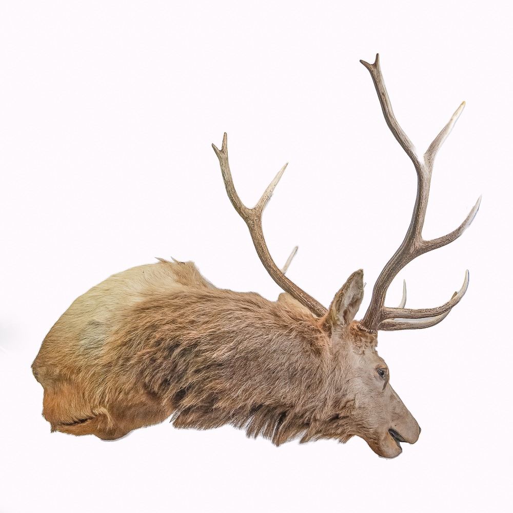 Bull Elk Shoulder Taxidermy Wall Mount