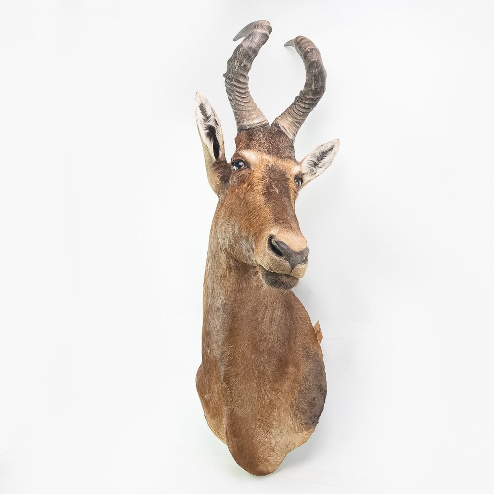 Red Hartebeest Shoulder Taxidermy Wall Mount