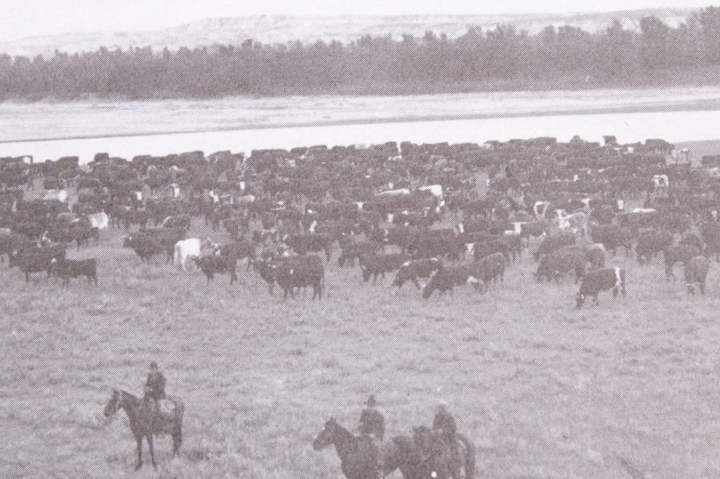 Voice Of The Curlew J.K. Ralston's Story