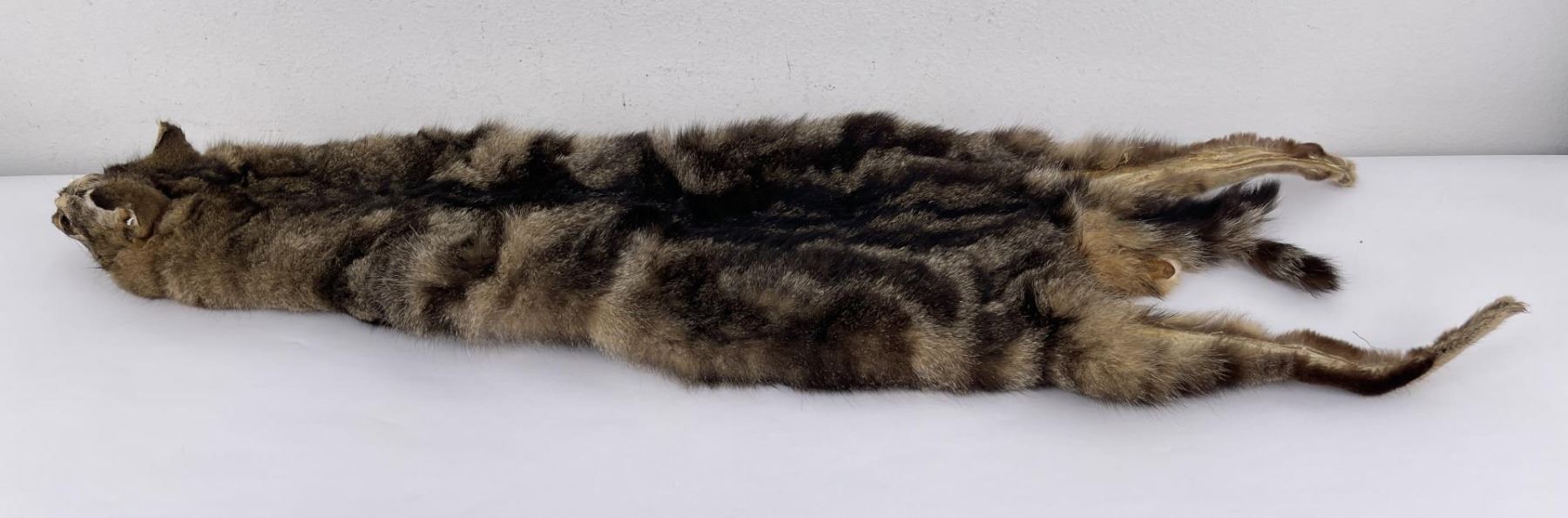 Skinned Wild Feral Cat