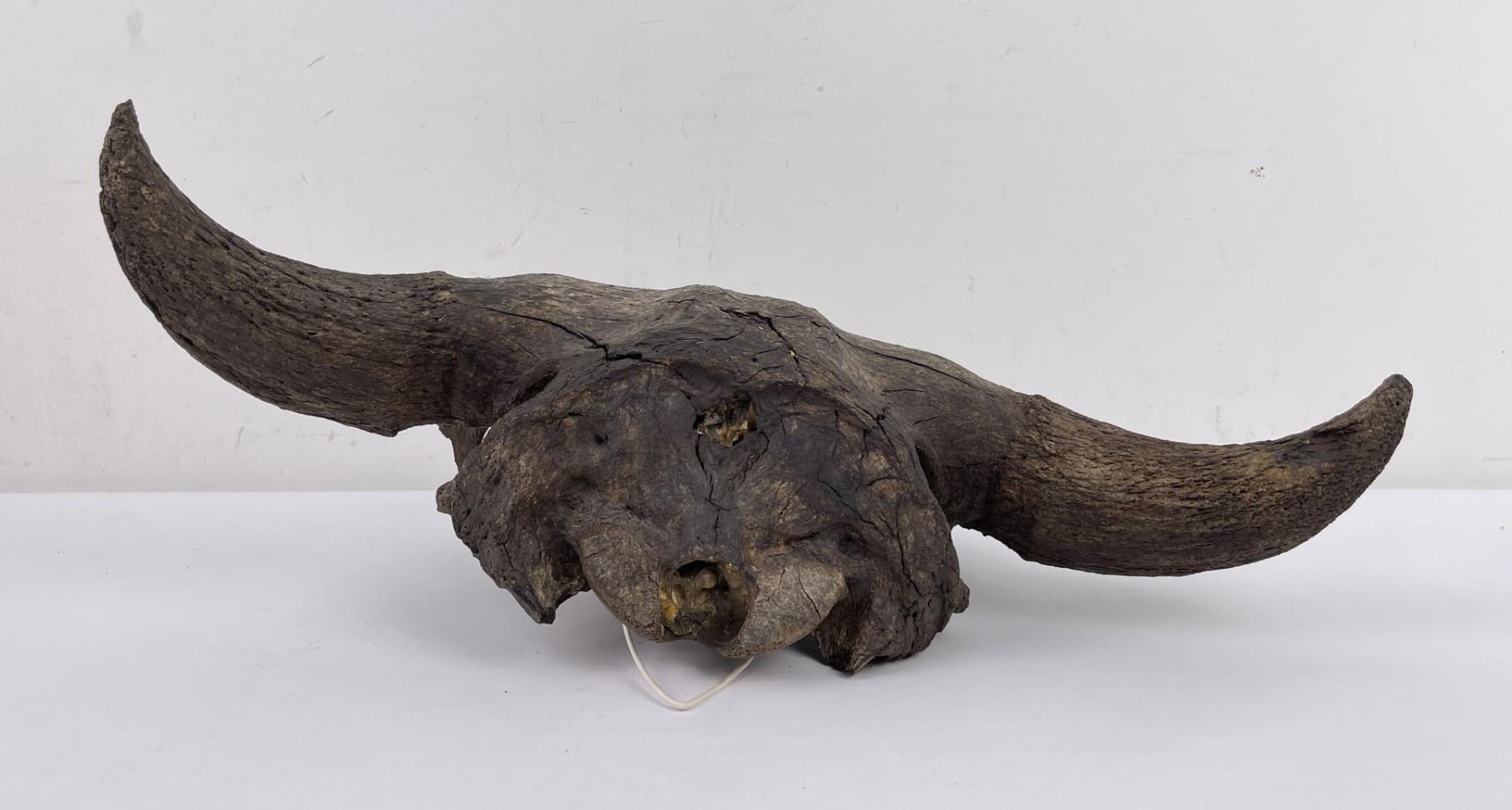 Montana River Found Ancient Buffalo Skull