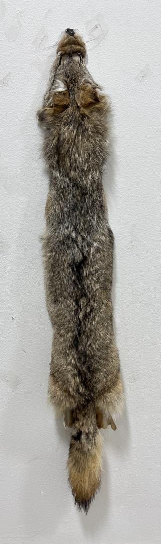 Very Nice Montana Taxidermy Coyote Pelt