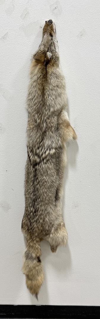 Very Nice Montana Taxidermy Coyote Pelt