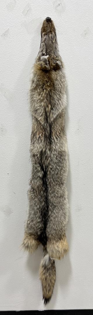 Very Nice Montana Taxidermy Coyote Pelt