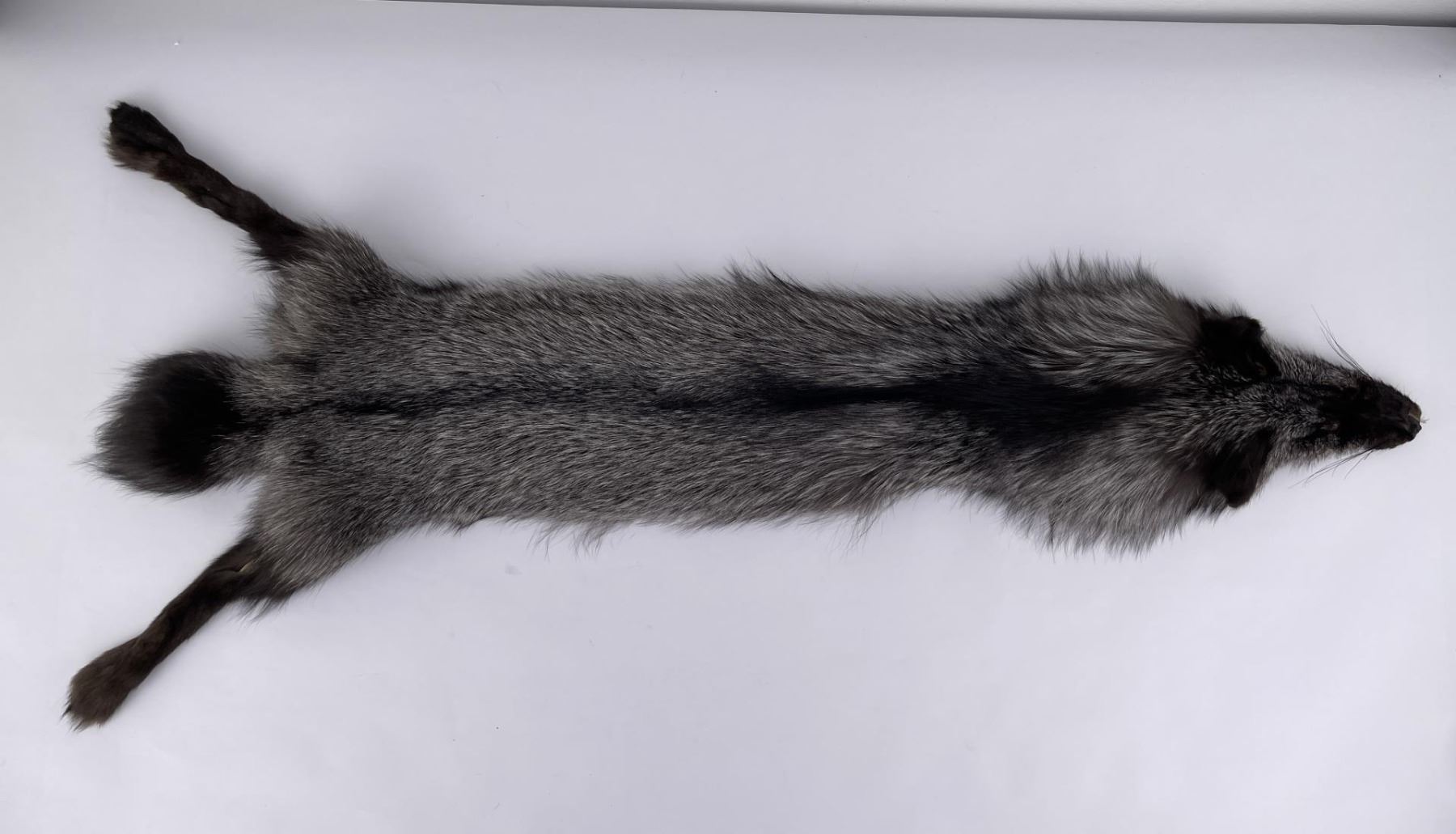 Beautiful Ranch Silver Fox Fur Pelt Taxidermy