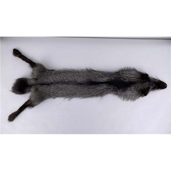 Beautiful Ranch Silver Fox Fur Pelt Taxidermy