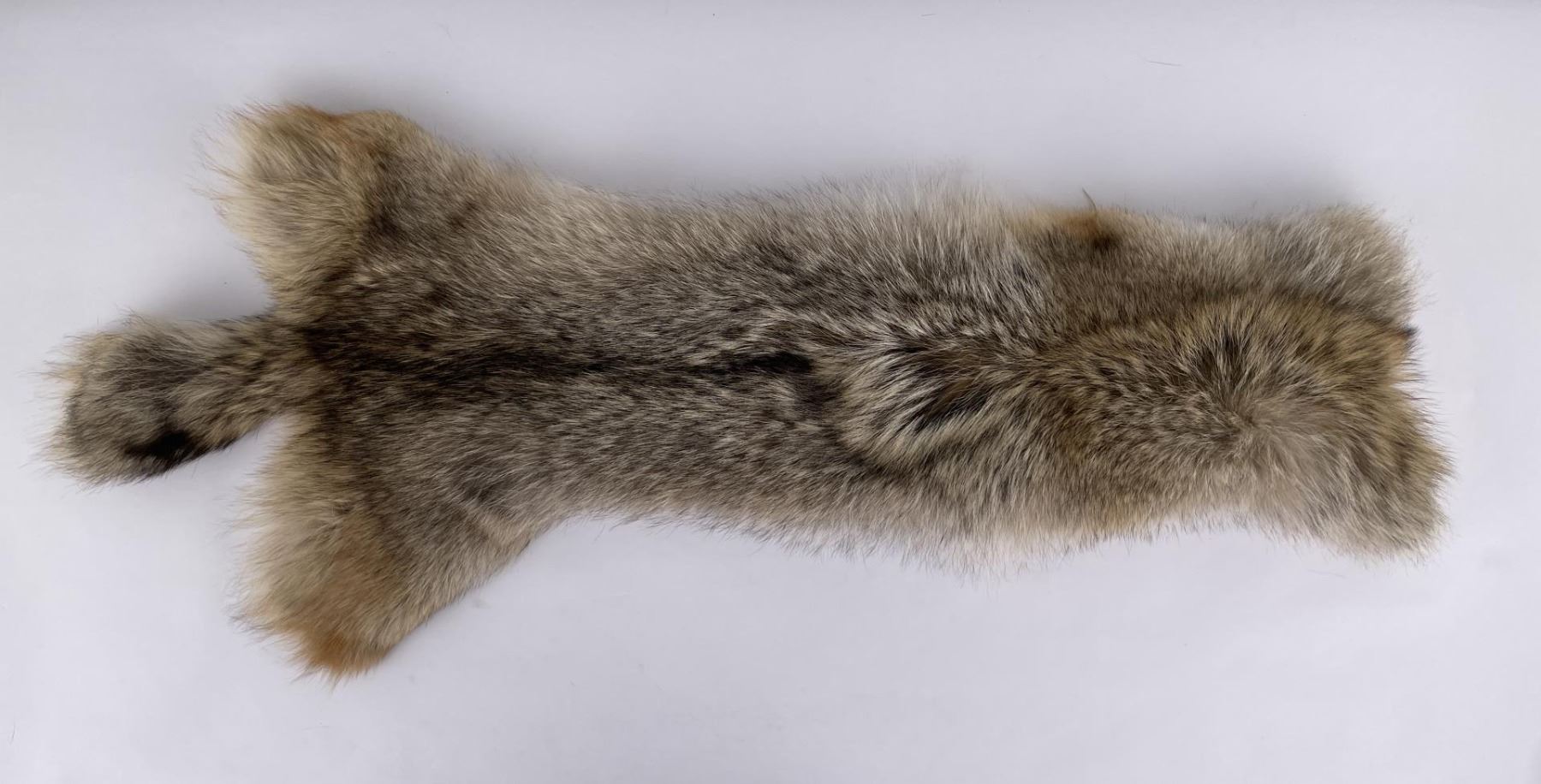 Montana Taxidermy Coyote Pelt