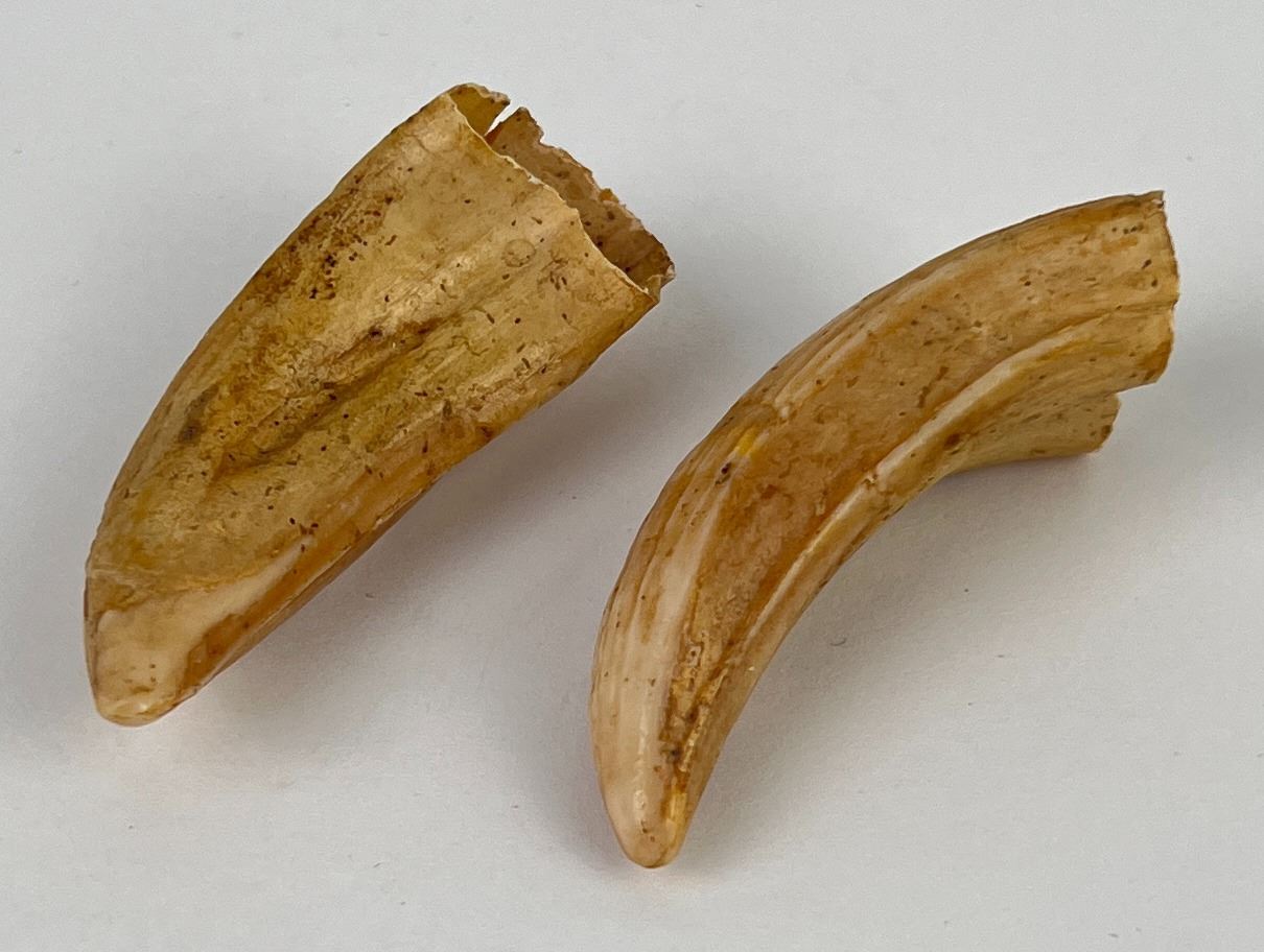 Pair of Alaskan Inuit Eskimo Whale Teeth