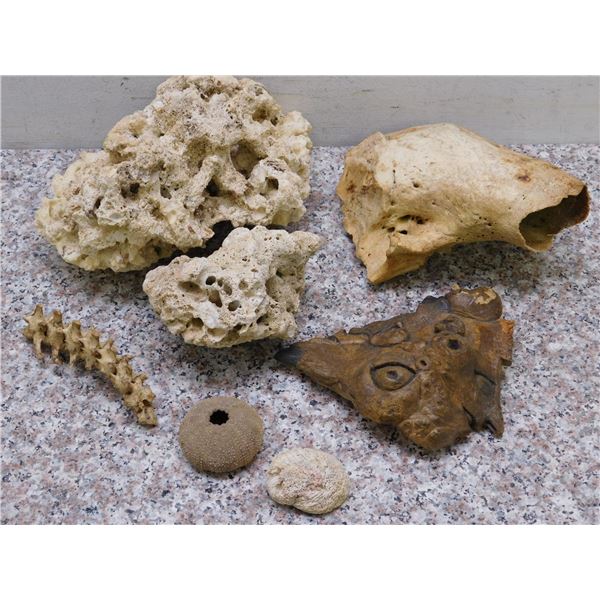 Lot of 7 pcs Including Bones, Coral, Shells.