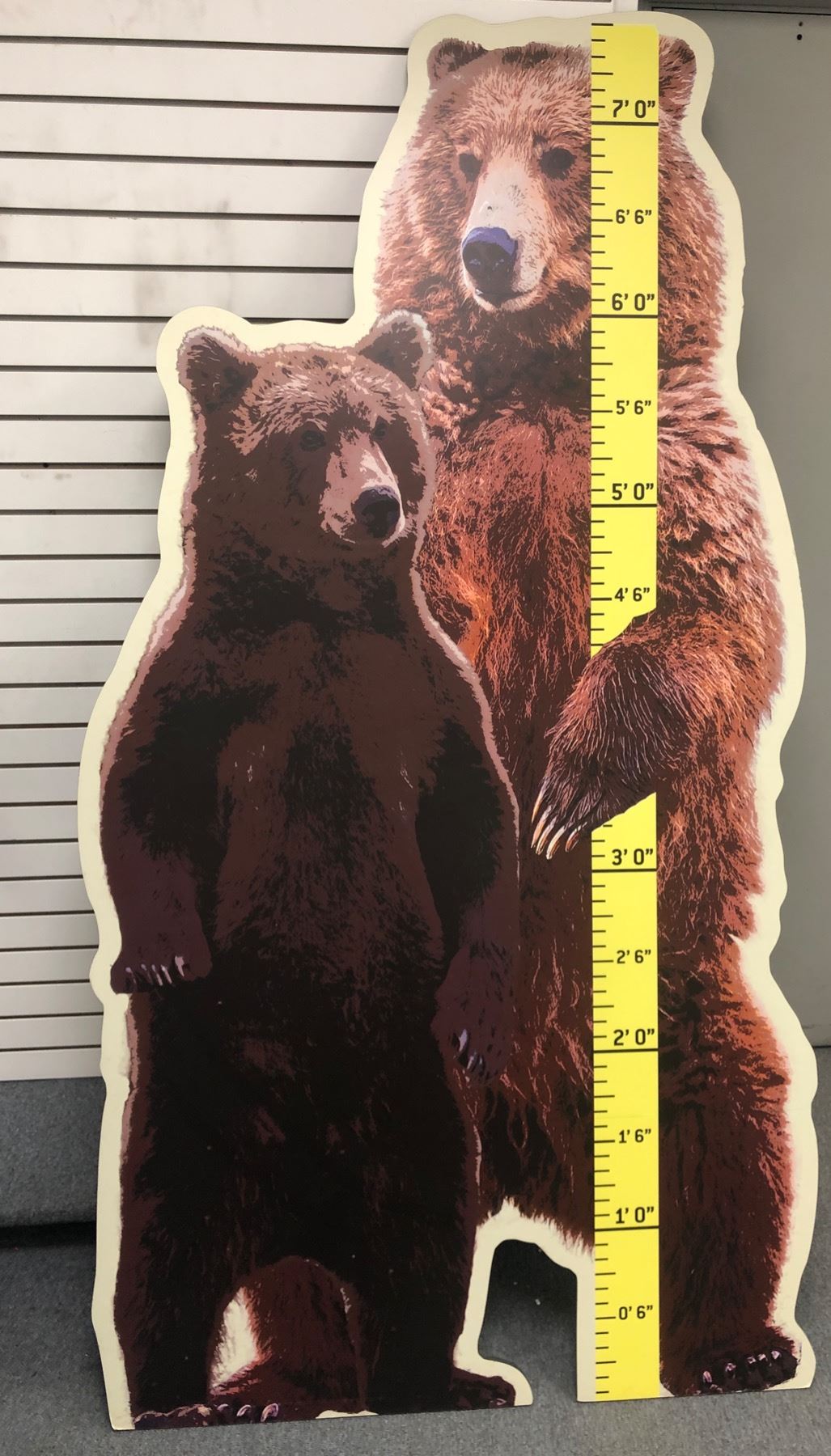 7ft tall bears height measurer