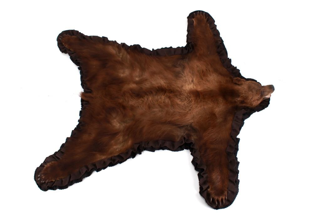 Montana Cinnamon Black Bear Hide Rug Taxidermy