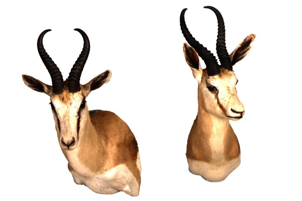 Collection of two South African Springbok