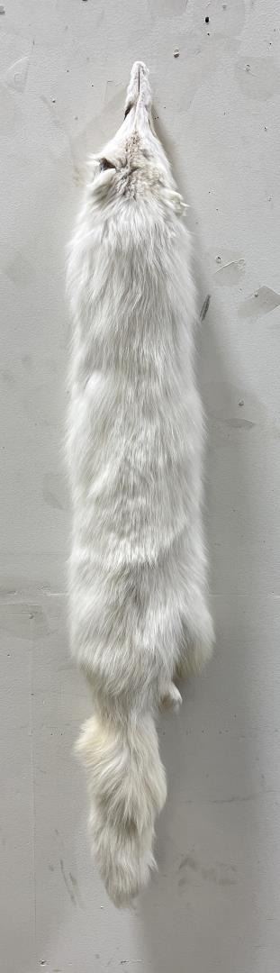 Beautiful Arctic Fox Fur Pelt Taxidermy #32