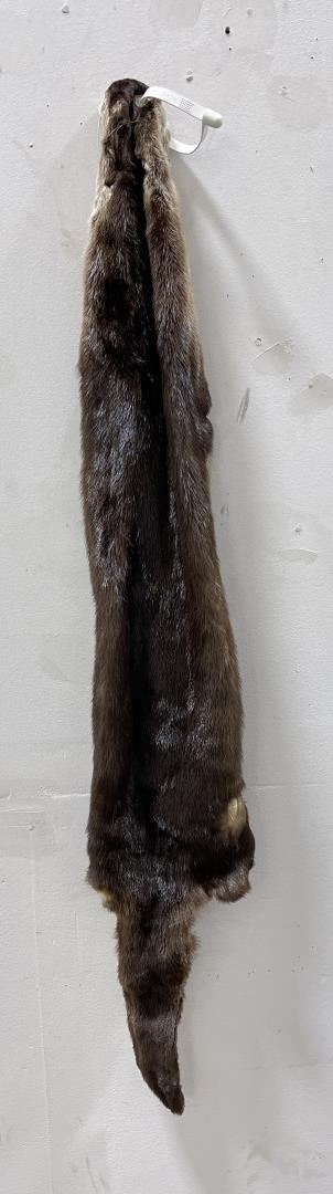 Ohio Taxidermy Otter Hide Pelt Fur #99