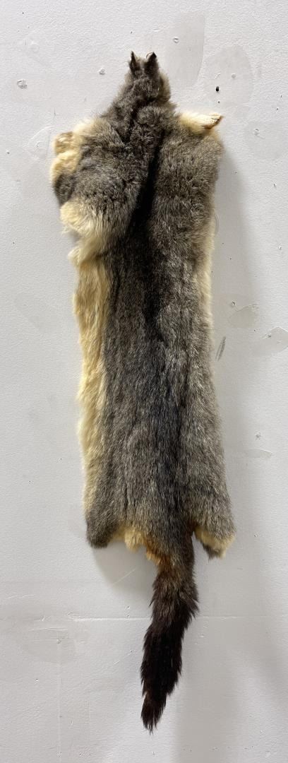 Taxidermy Marmot Pelt Hide Pelt #94