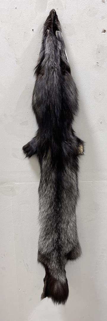 Beautiful Ranch Silver Fox Fur Pelt Taxidermy #18