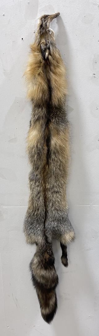 Beautiful Ranch Cross Fox Fur Pelt Taxidermy #17