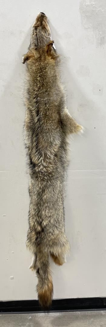 Huge Arctic Wolf Taxidermy Tanned Hide #106