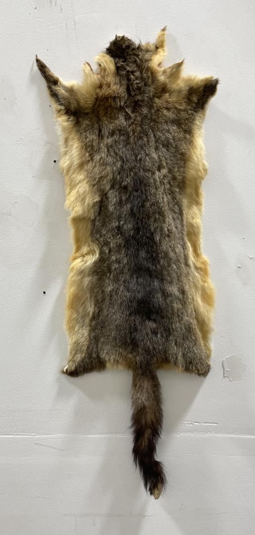 Taxidermy Marmot Pelt Hide Pelt #92