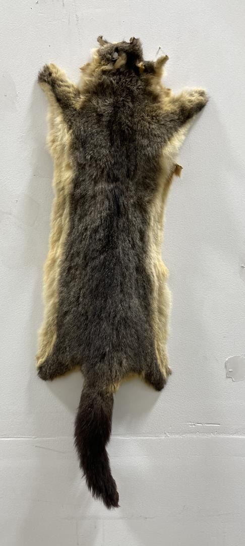 Taxidermy Marmot Pelt Hide Pelt #91