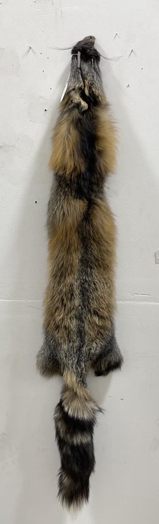 Beautiful Ranch Cross Fox Fur Pelt Taxidermy #19