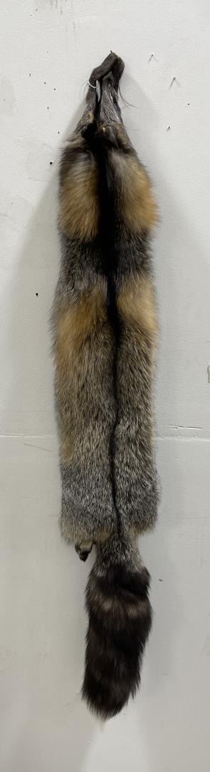 Beautiful Ranch Cross Fox Fur Pelt Taxidermy #20