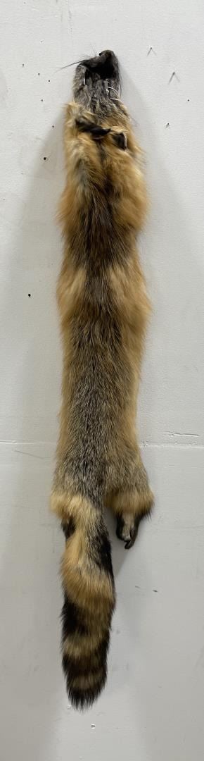 Beautiful Ranch Cross Fox Fur Pelt Taxidermy #15