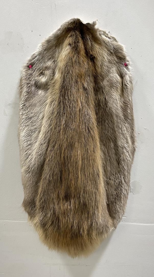 Montana Taxidermy Beaver Fur Pelt #9