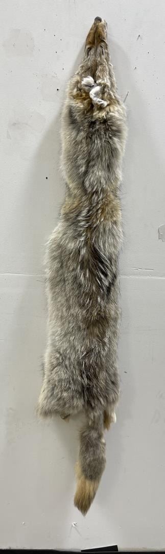 Montana Taxidermy Coyote Pelt #71