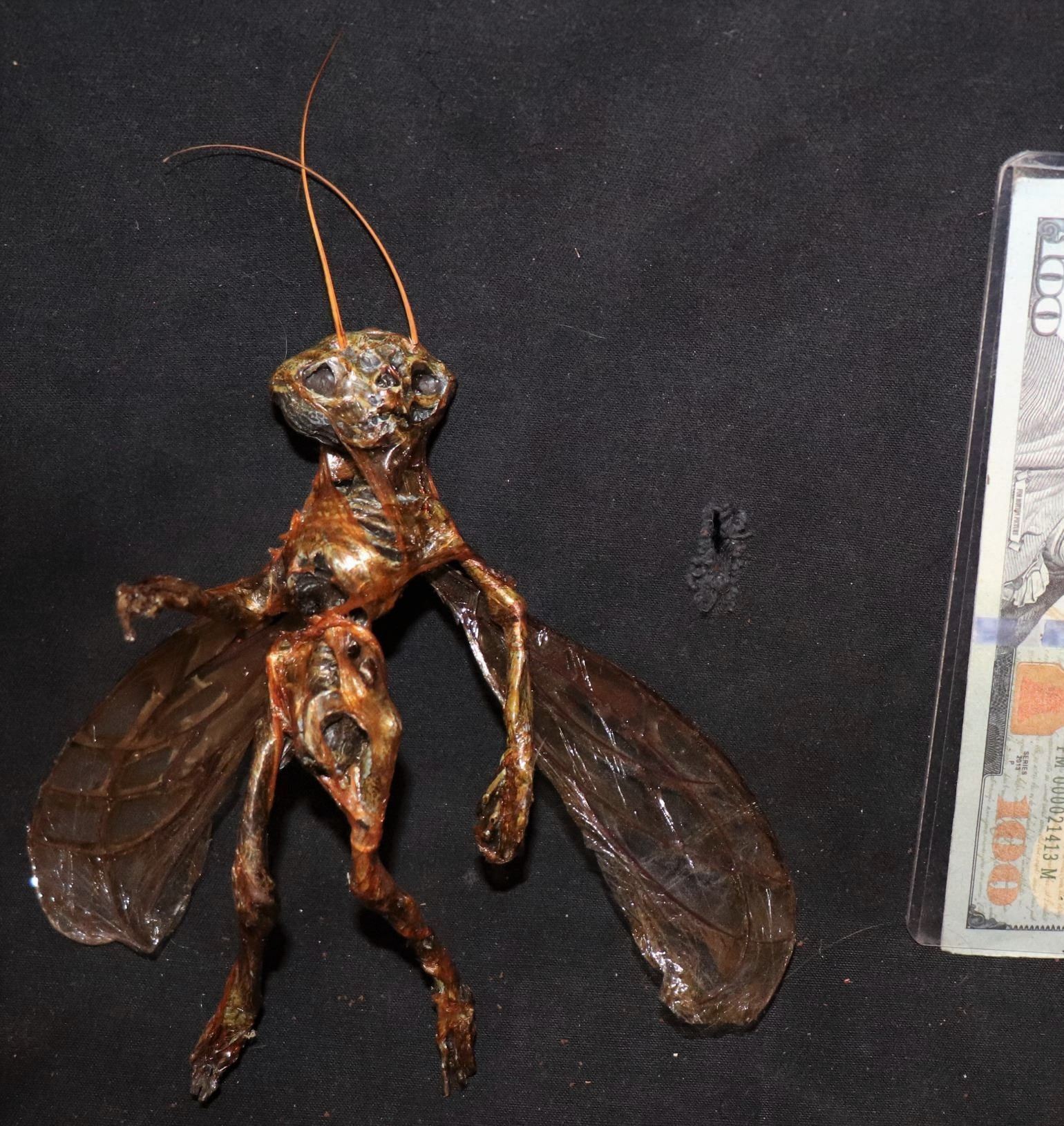 MALEFICENT DEAD MUMMIFIED FAIRY CORPSE