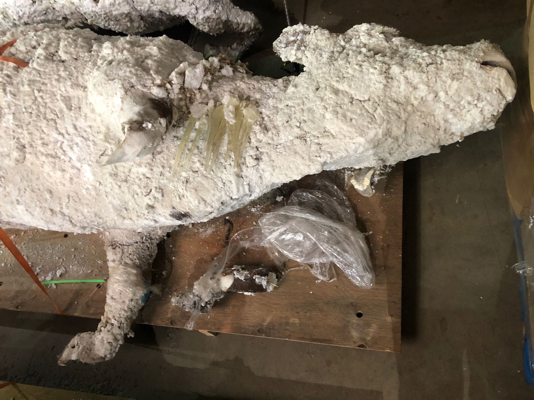 "Snowpiercer" Lifesize frozen prop cow from the butcher car scene