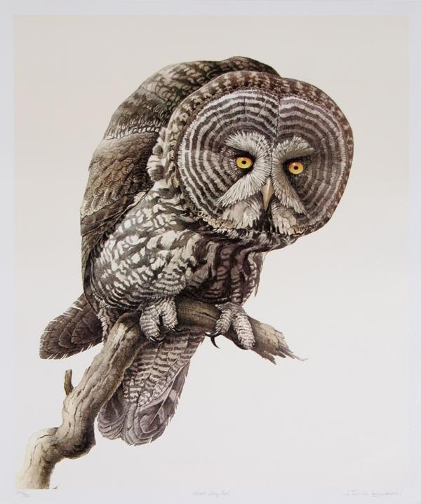 James Fenwick Lansdowne, Great Grey Owl, Lithograph