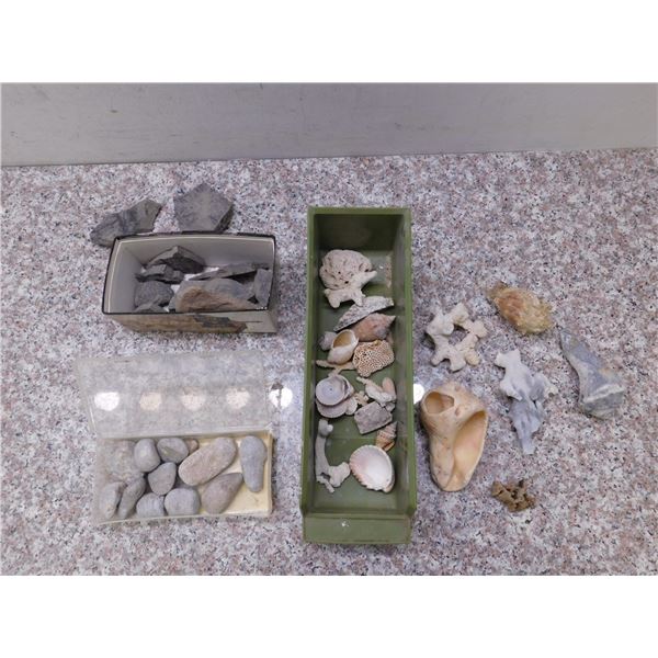 Specimens Petosky Stones, Box of Tiger Eye Fossils BC, Shells ...