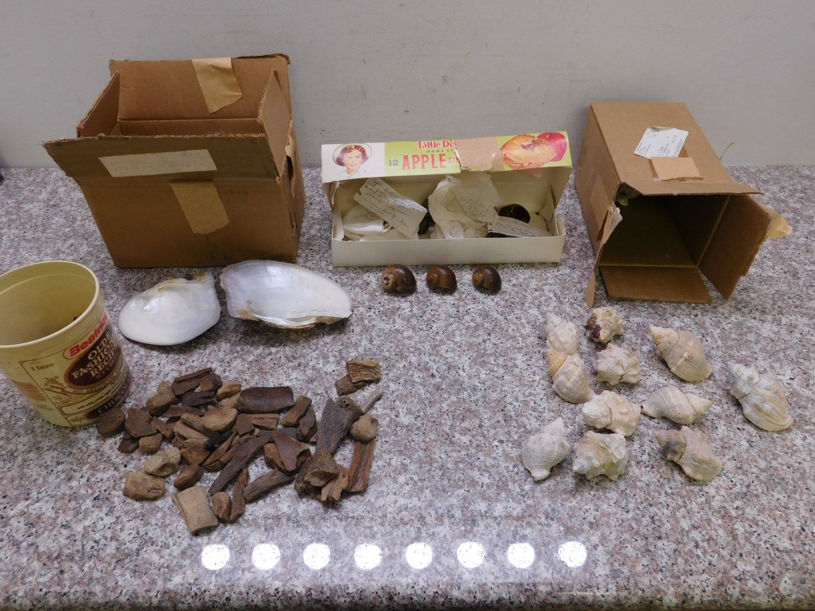 Specimen Lot Freshwater Snail Shells Suwannee River and Bullseye Snail ...