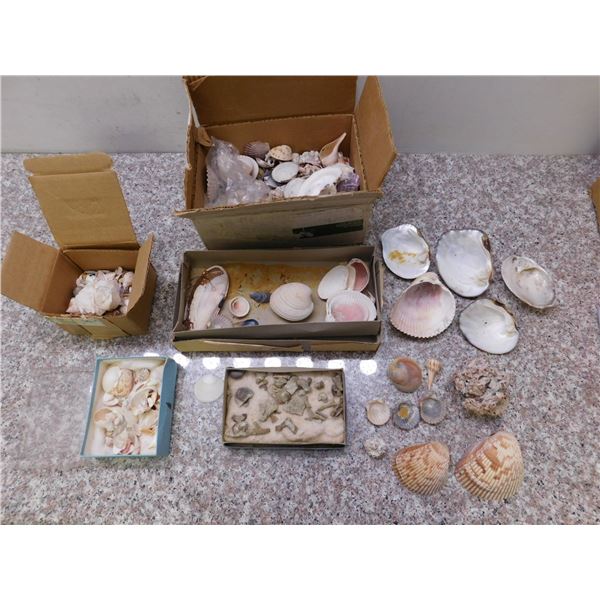 Bundle of Shells Specimens Fossilized Coral 1950s 60s Research