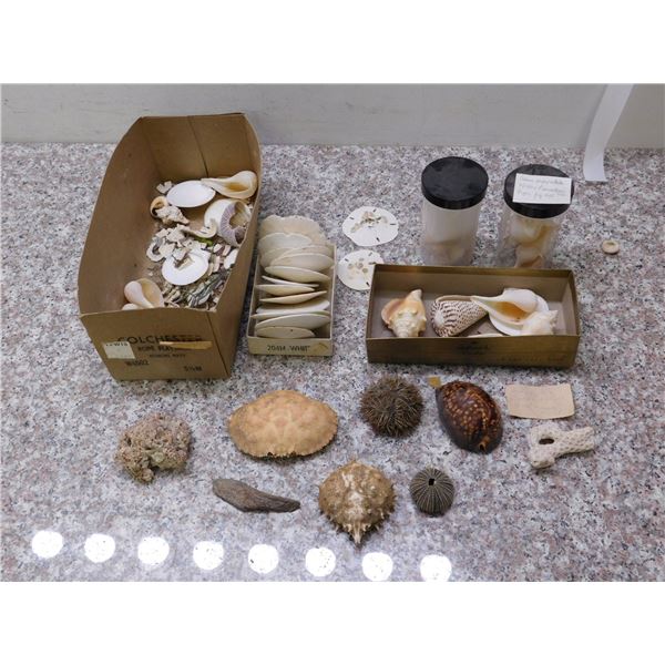 Lot of Misc Shells Specimens Nova Scotia July 4th 1958 Coral Algea ...