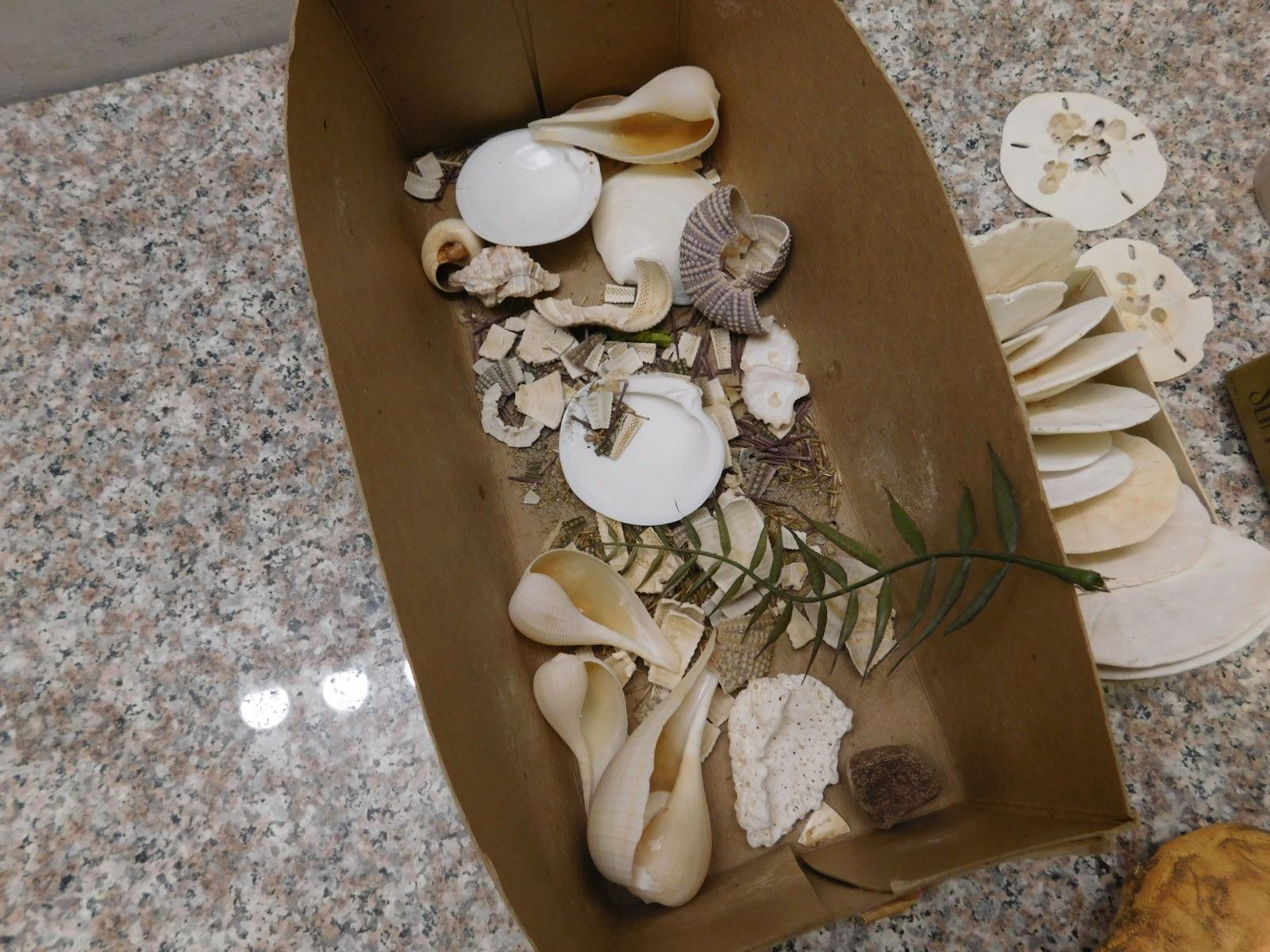 Lot of Misc Shells Specimens Nova Scotia July 4th 1958 Coral Algea ...