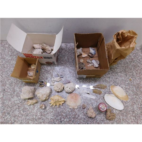 Lot of Fossilized Mineralized Coral and Sea Shells Wood Oceanography ...