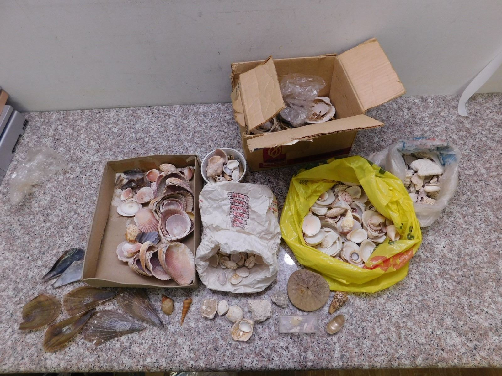 Bundle of Assorted Ocean Specimens Fossils Shells circa 1970s Shell ...
