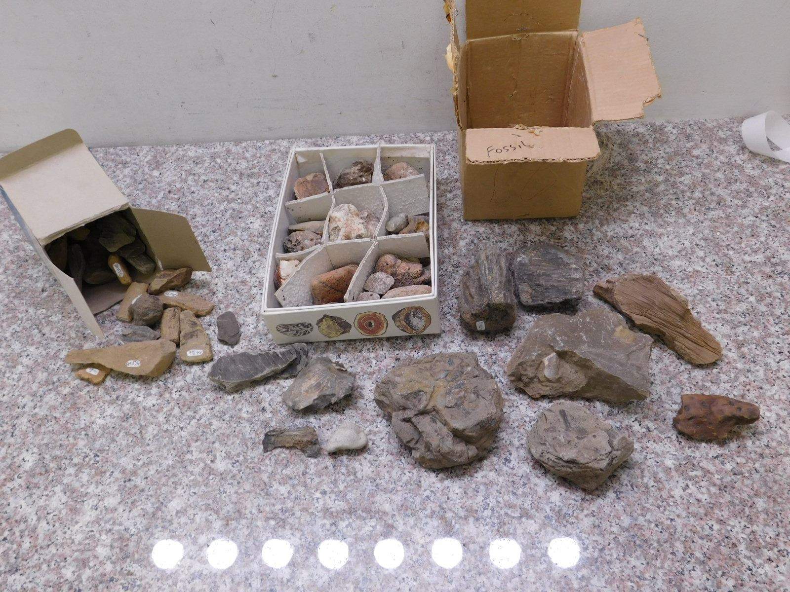 Bundle of Fossilized Specimens Coral Rock Sea Ocean Life Shells Etc ...