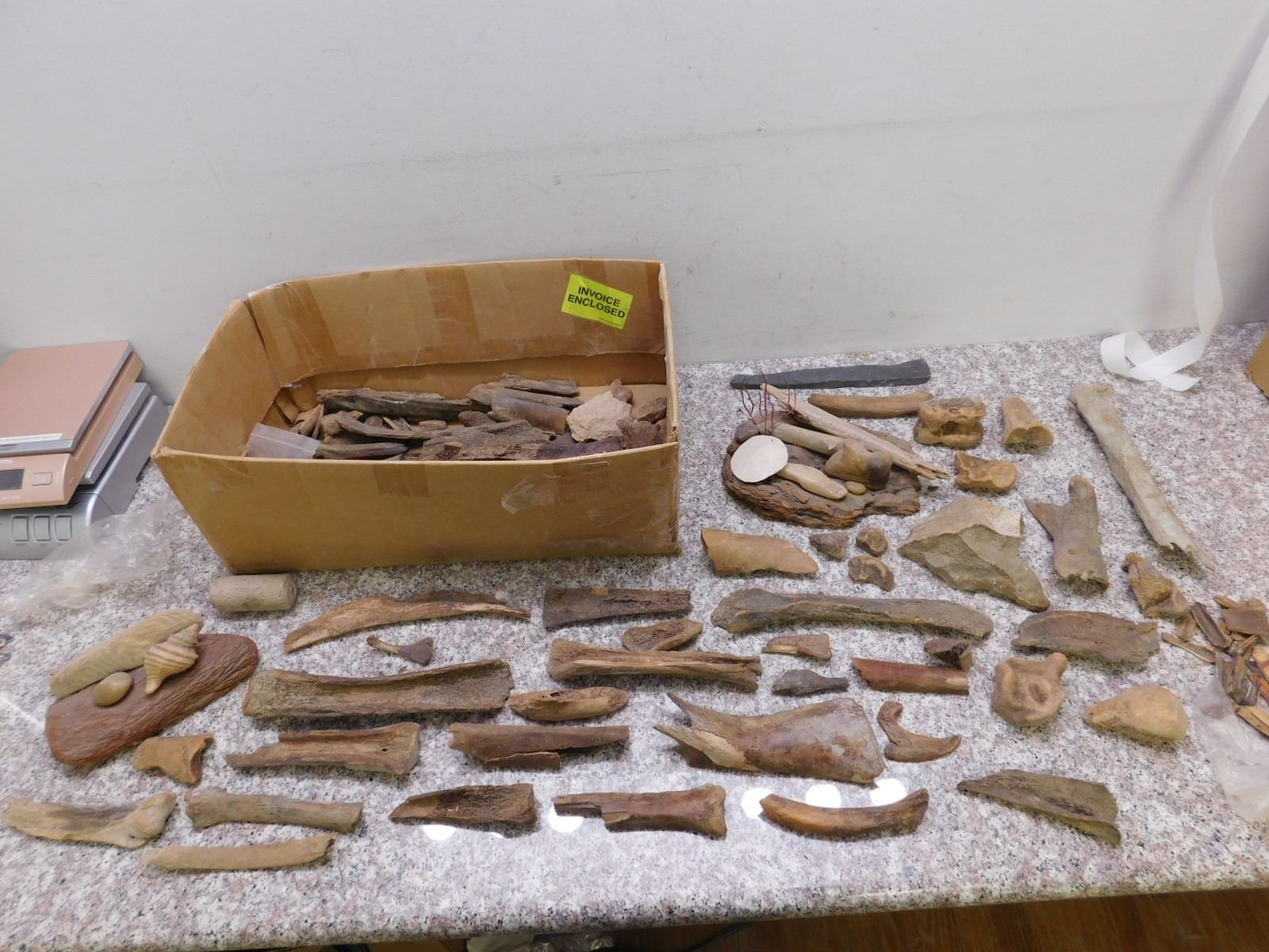 Box of Fossils Specimens Wood & Bone Fragments. Femur, Humerus Etc Nova ...