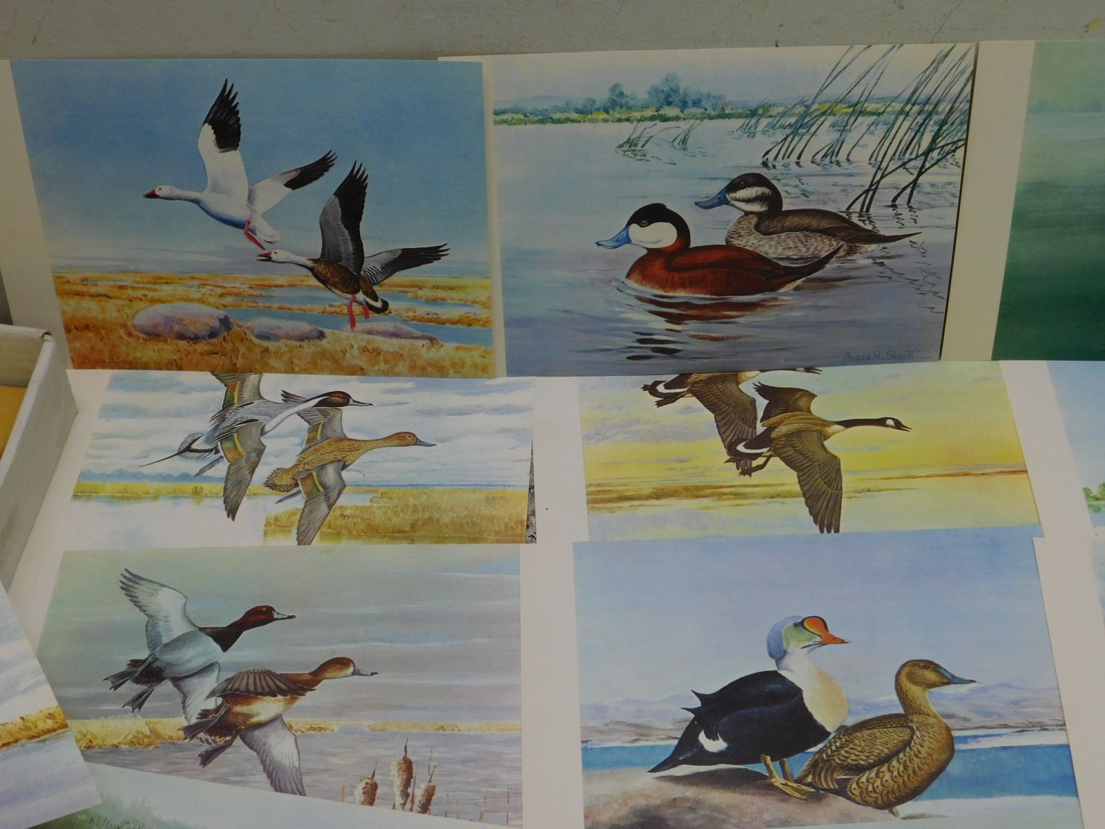 Lot of 6 Sets of Waterbird Series Angus Shortt Art Prints 1960 Baker ...