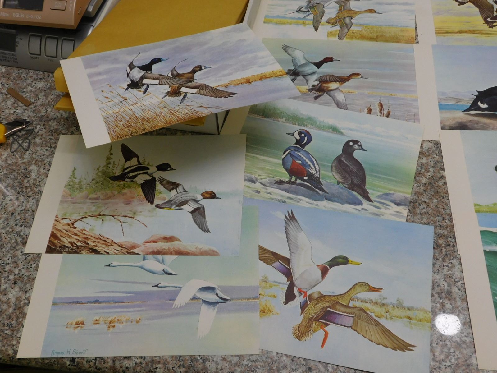Lot of 6 Sets of Waterbird Series Angus Shortt Art Prints 1960 Baker ...
