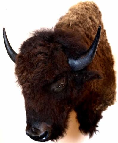 Large buffalo bull neck mount 26" tip to tip.