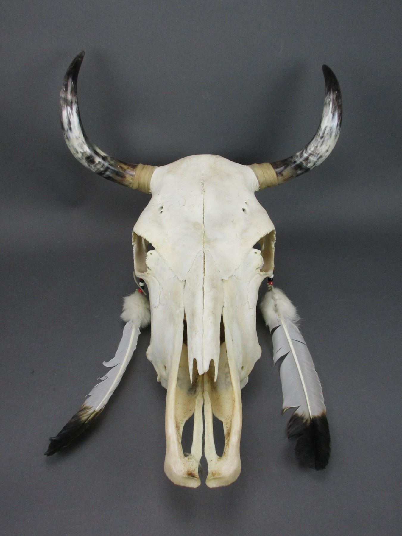 Buffalo Skull With Beaded Leather Drops-16"W