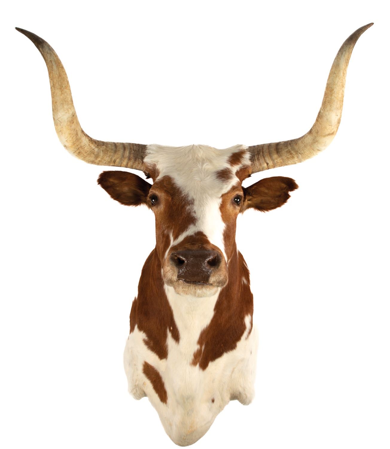 Massive Texas Longhorn Shoulder Mount