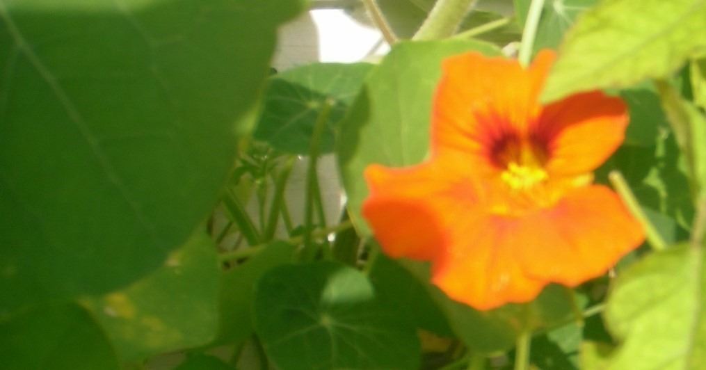 Capucine orange, photo par LangdonArt - photo of Orange nasturtium ...