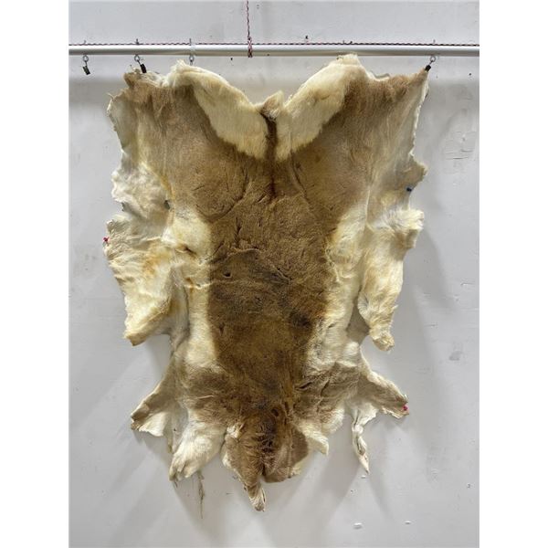 Montana Pronghorn Antelope Tanned Hide